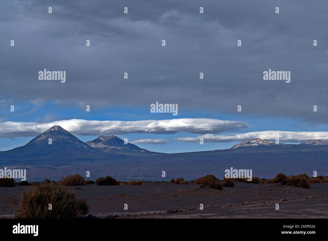 fauna at the Atacama desert Stock Photo - Alamy