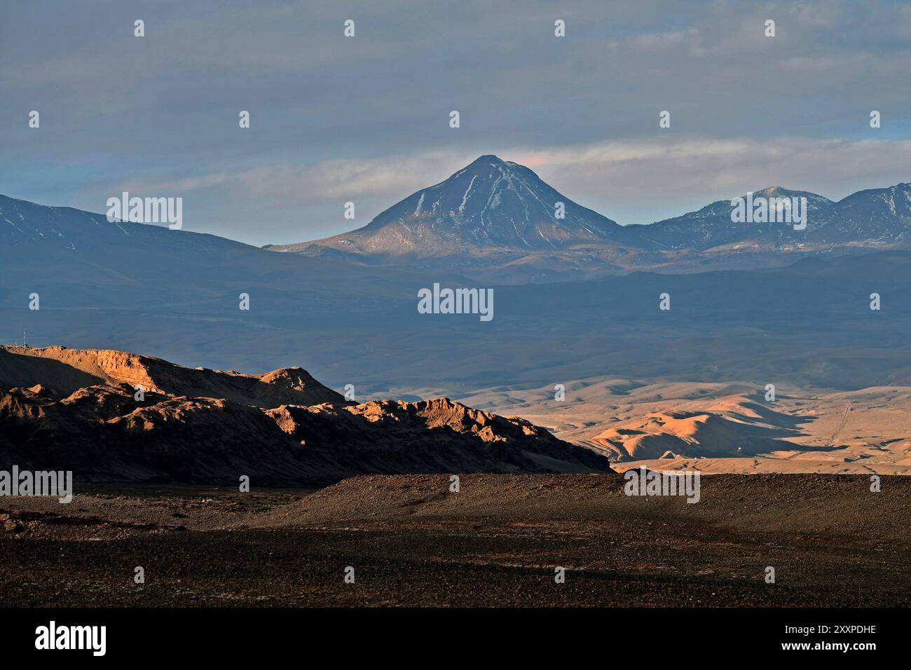 fauna at the Atacama desert Stock Photo - Alamy