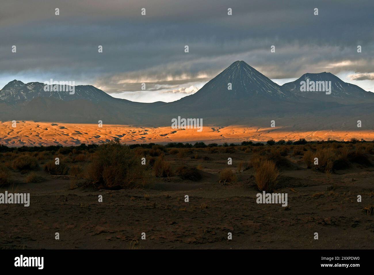fauna at the Atacama desert Stock Photo - Alamy