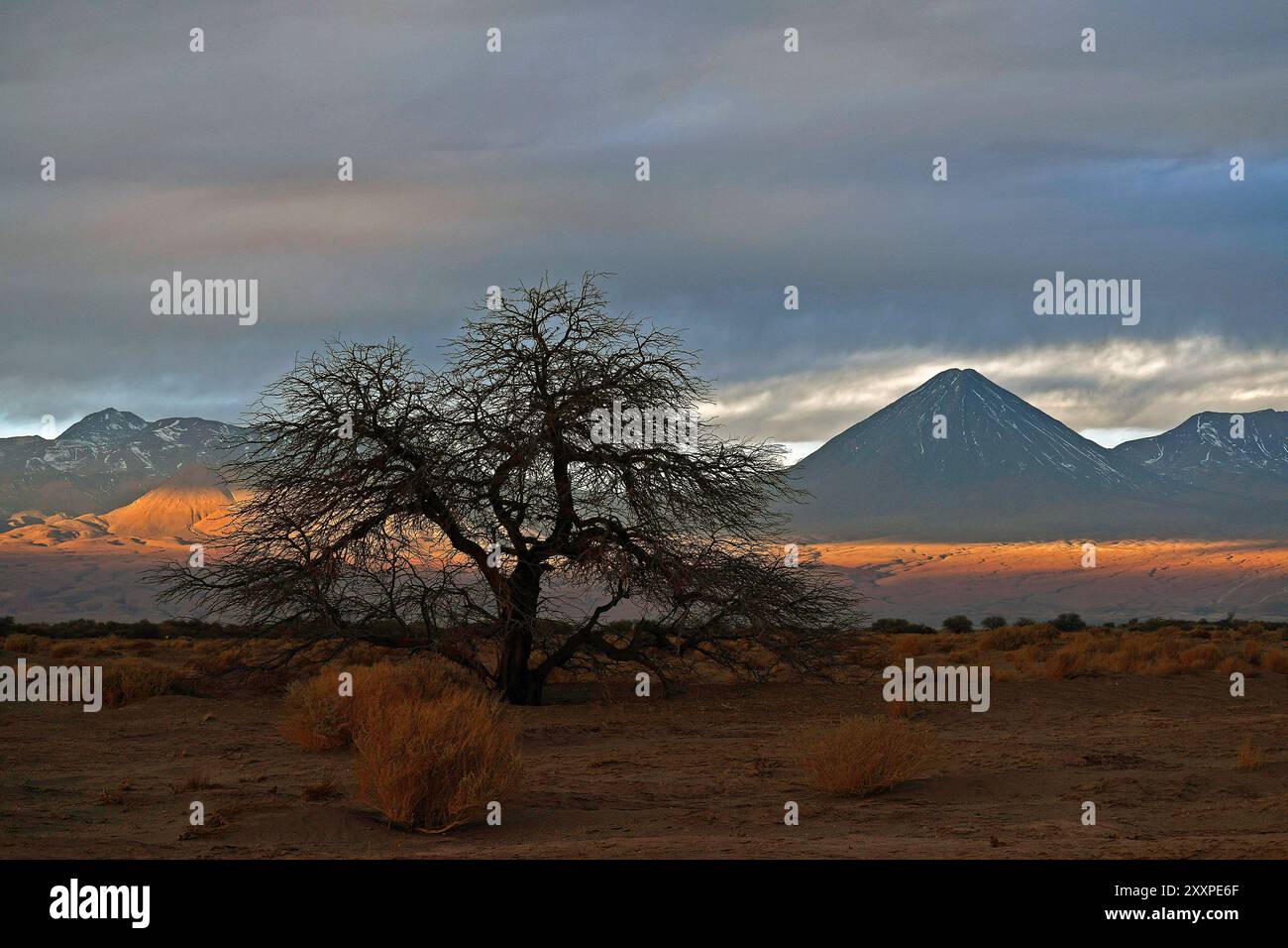fauna at the Atacama desert Stock Photo - Alamy