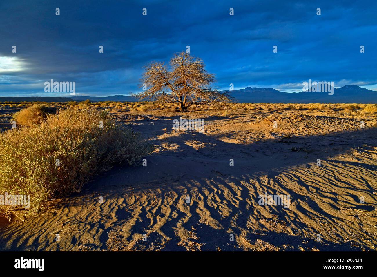 fauna at the Atacama desert Stock Photo - Alamy