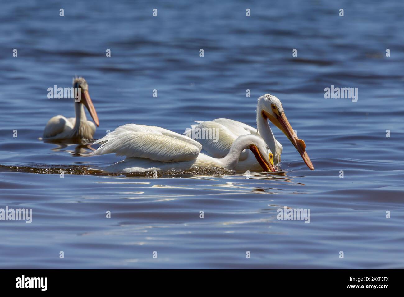 Nature scene from wisconsin Stock Photo - Alamy