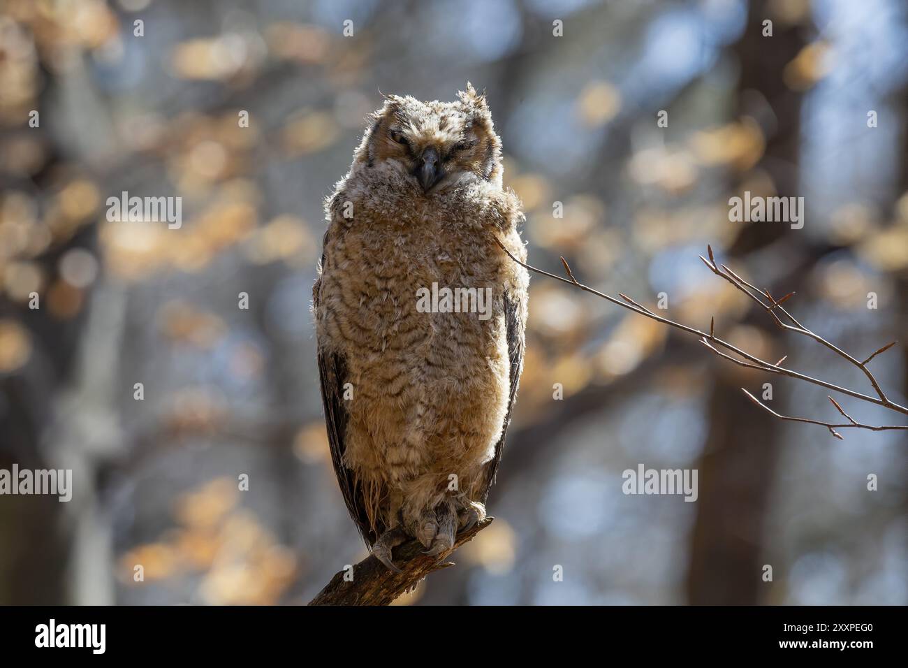 Natural scene from Wisconsin state park Stock Photo - Alamy