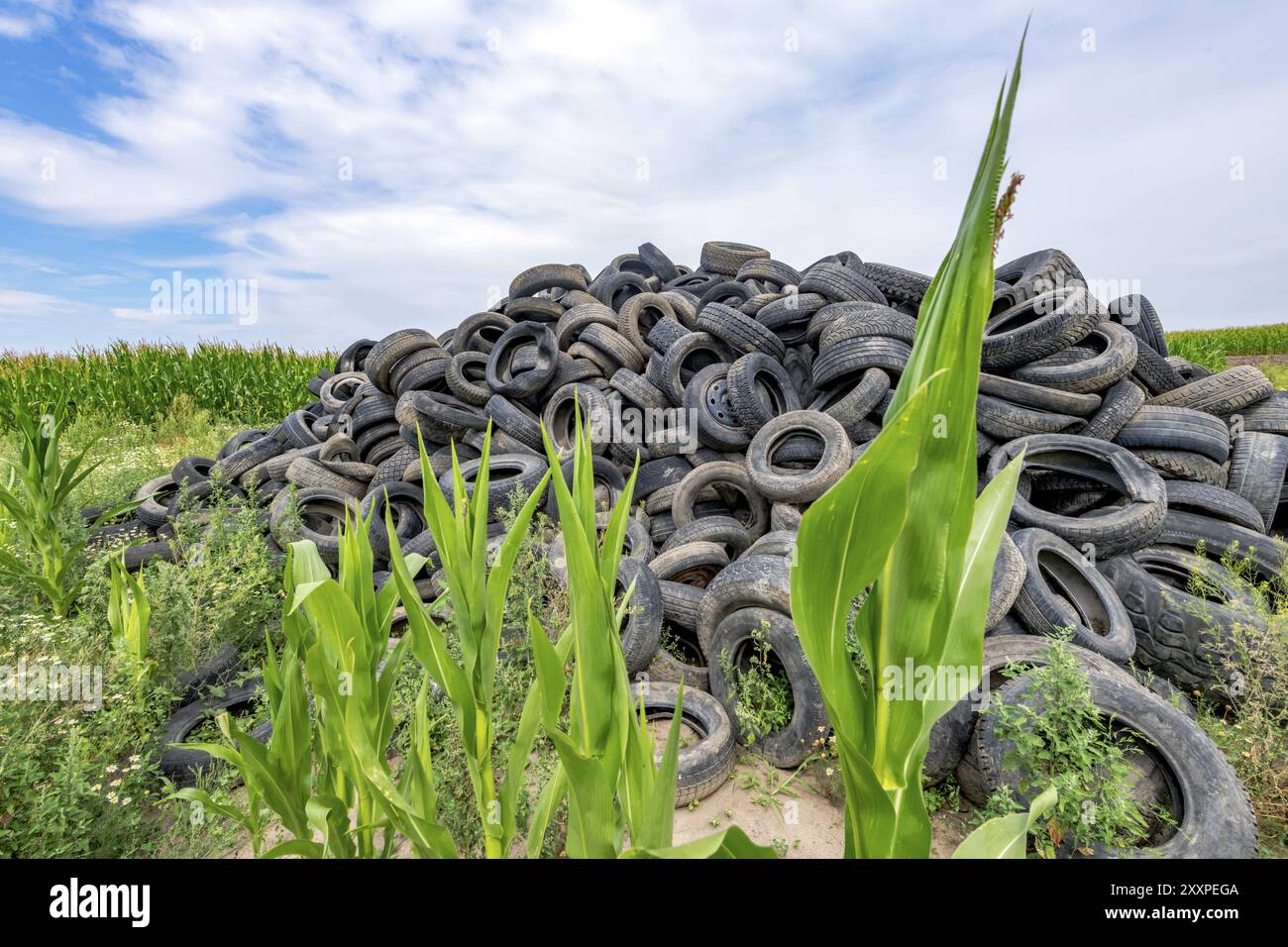 Old broken car tyres piled up up to form a mountain in a cornfield ...