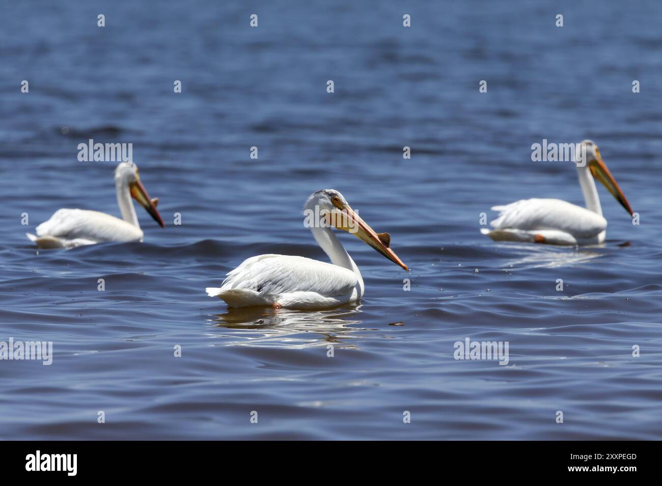 Nature scene from wisconsin Stock Photo - Alamy
