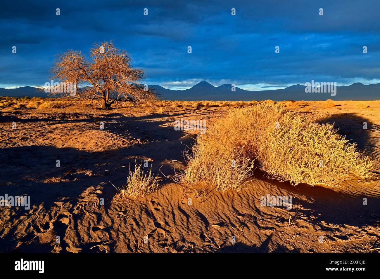 fauna at the Atacama desert Stock Photo - Alamy