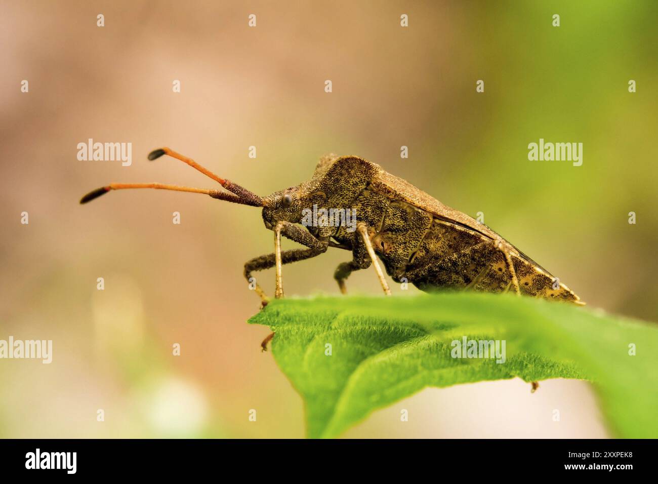 Close-up of a bug sitting on a leaf Stock Photo - Alamy