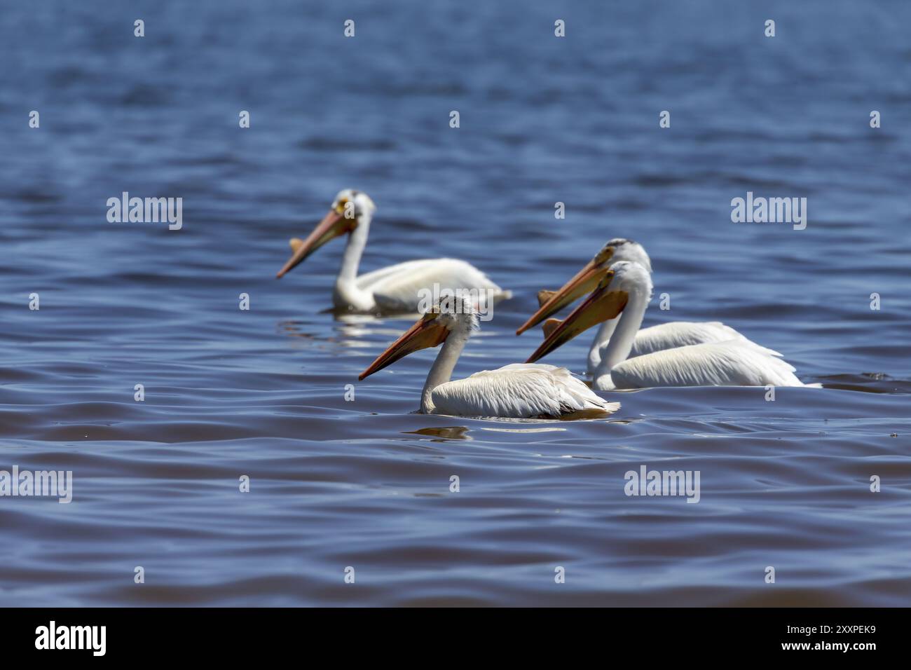 Nature scene from wisconsin Stock Photo - Alamy
