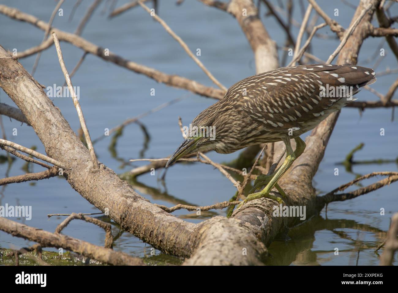 Nature scene from Wisconsin Stock Photo - Alamy
