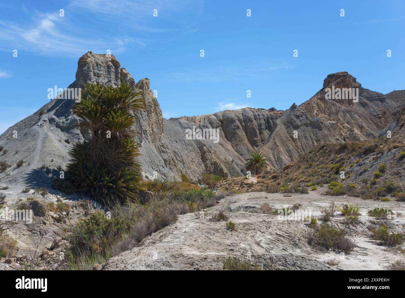 A barren desert landscape with high rocks and scattered palm trees ...