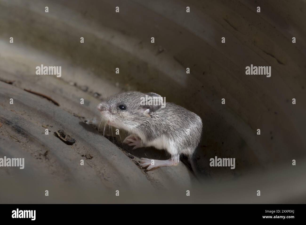 Old and young mouse hi-res stock photography and images - Alamy