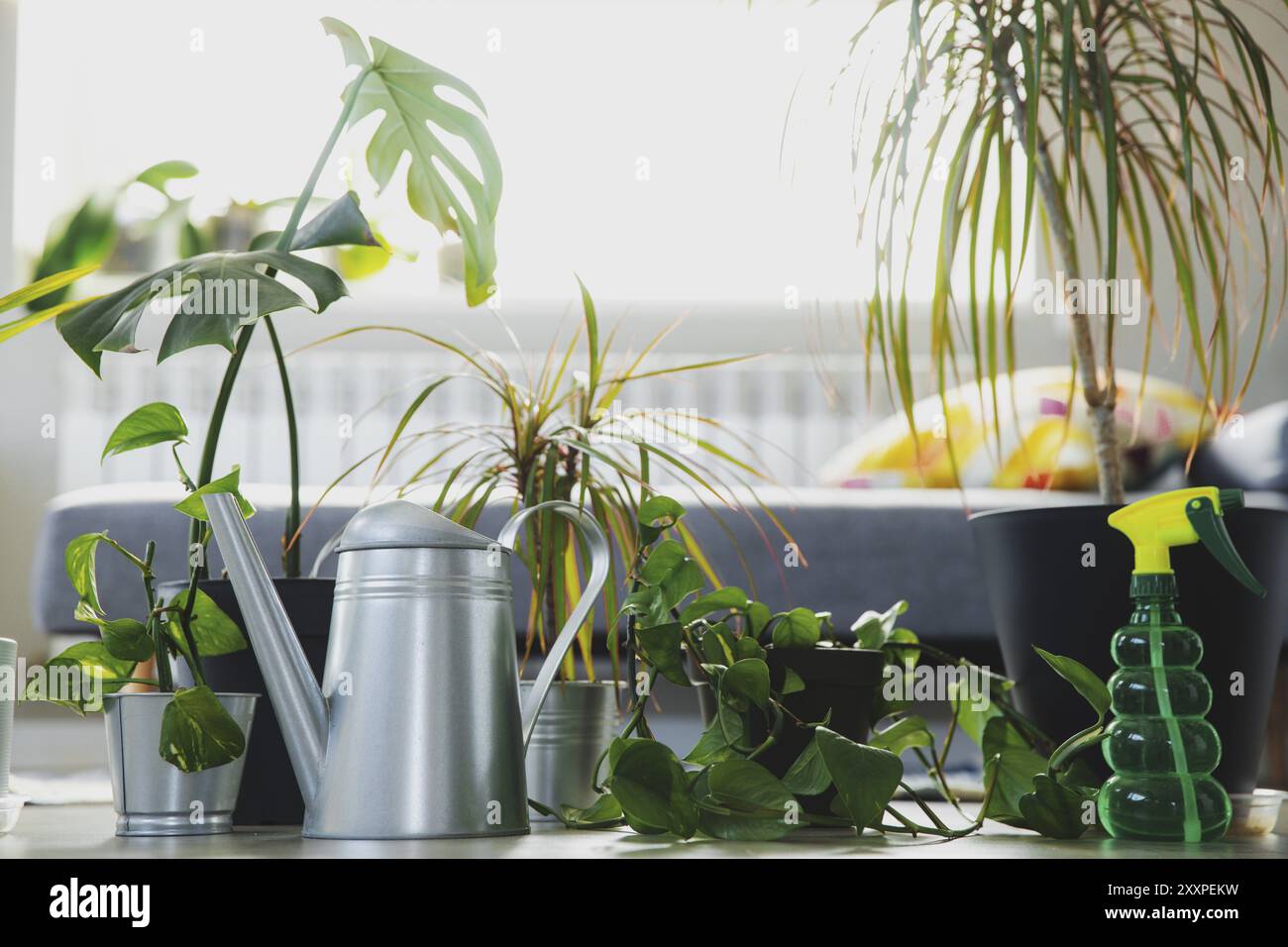 Potted epipremnum, ficus robusta, dracaena marginata, chamaedorea ...