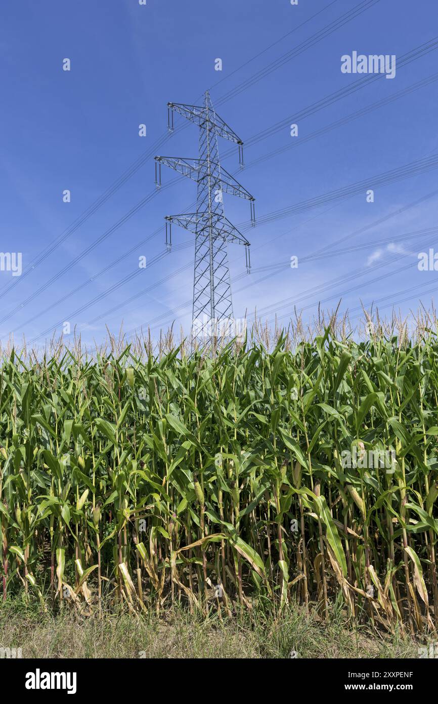 Symbolic image, renewable energies, maize plants, biogas plant, feed ...