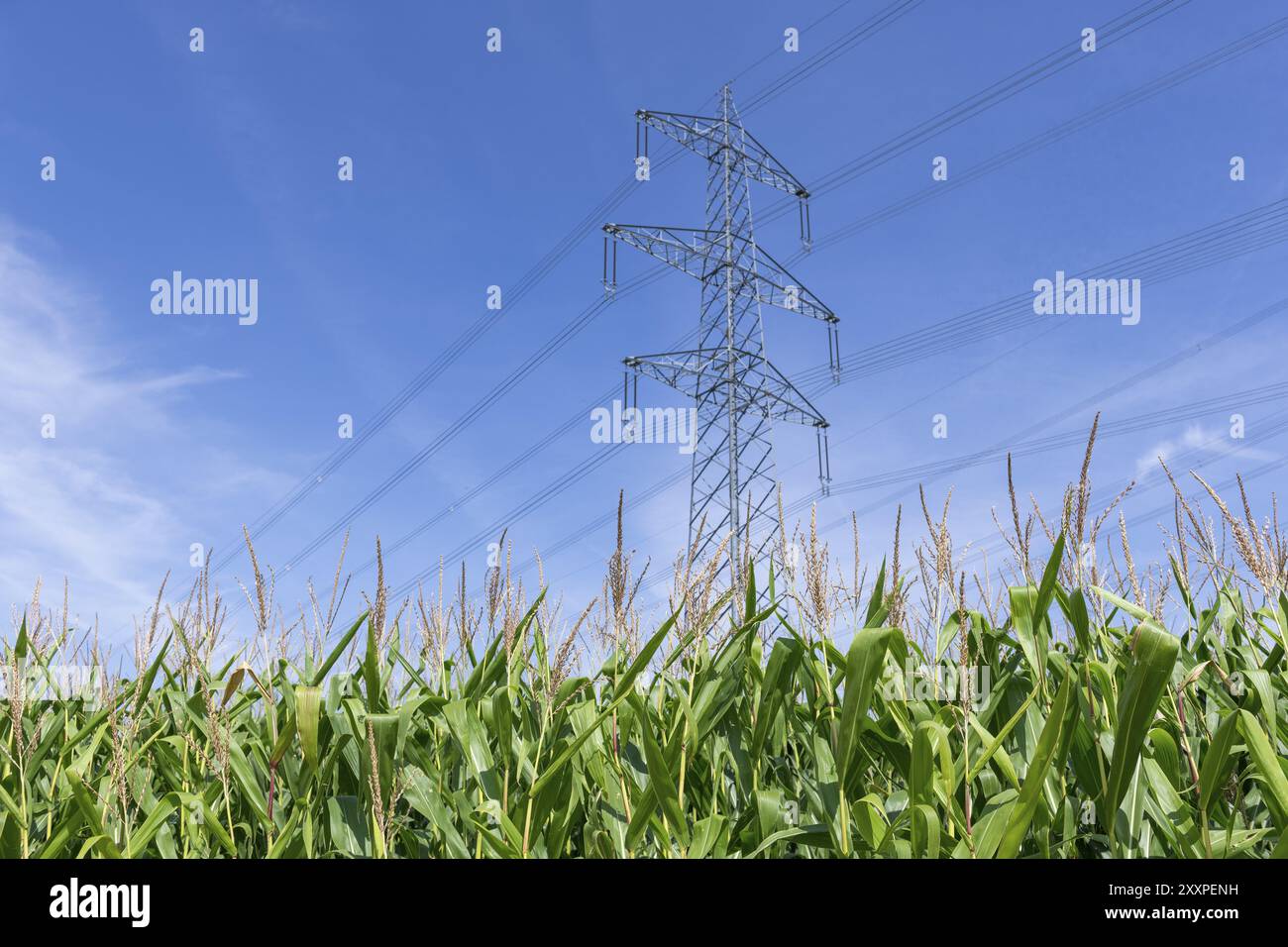 Symbolic image, renewable energies, maize plants, biogas plant, feed ...