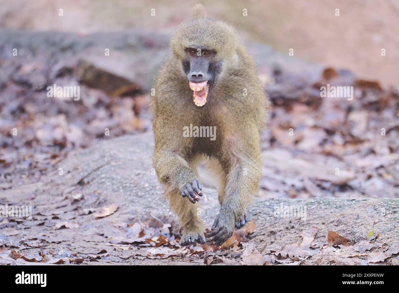 Guinea baboon (Papio papio) running on the ground, Bavaria, Germany ...