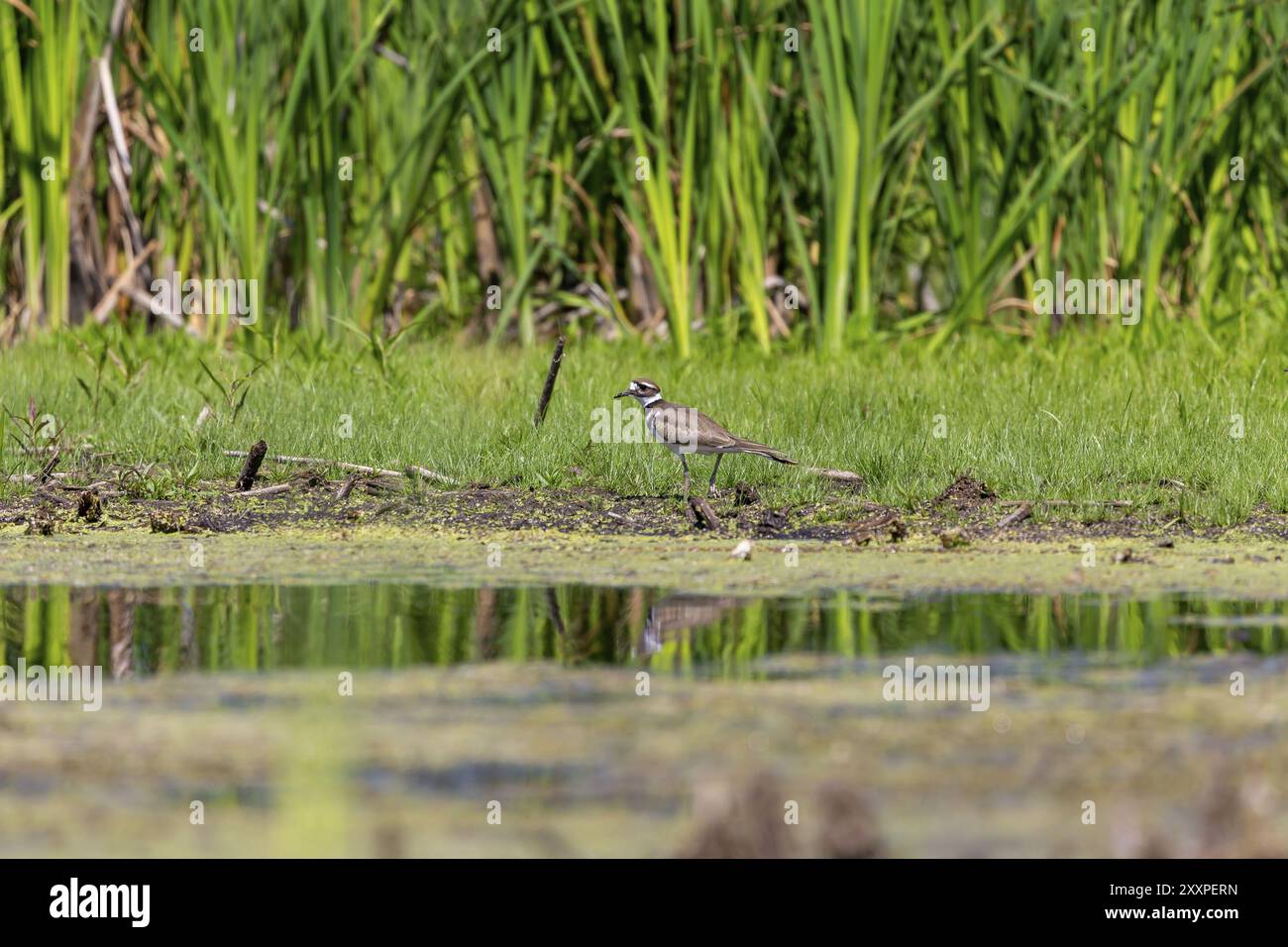 Natural scene from Wisconsin Stock Photo - Alamy