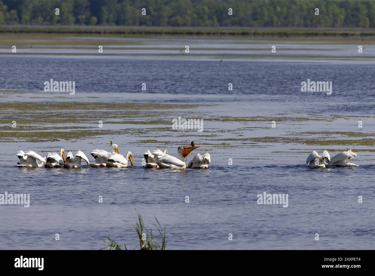 Nature scene from wisconsin Stock Photo - Alamy