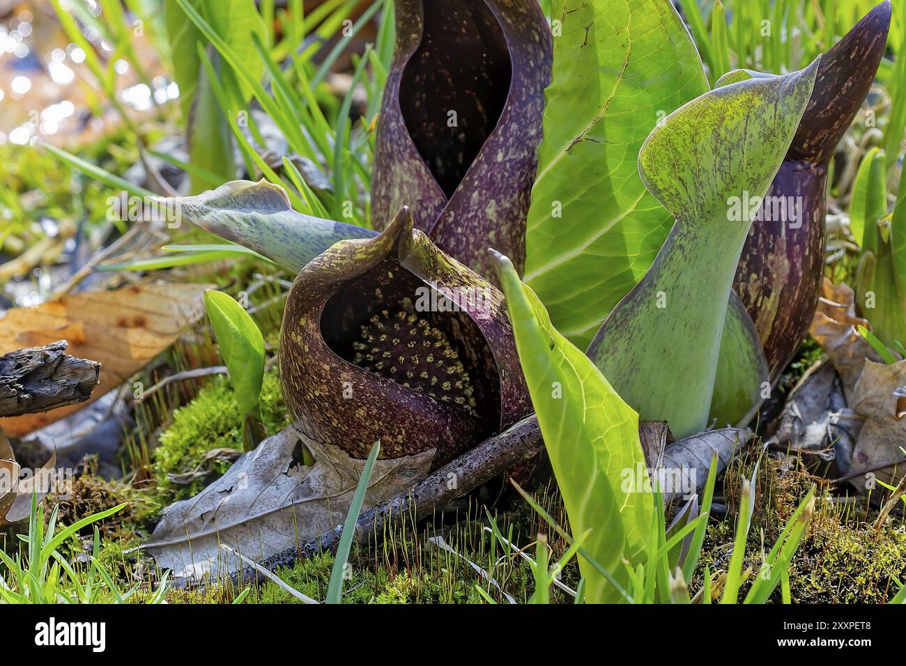 One of the first native plants to grow and bloom in early spring in the ...