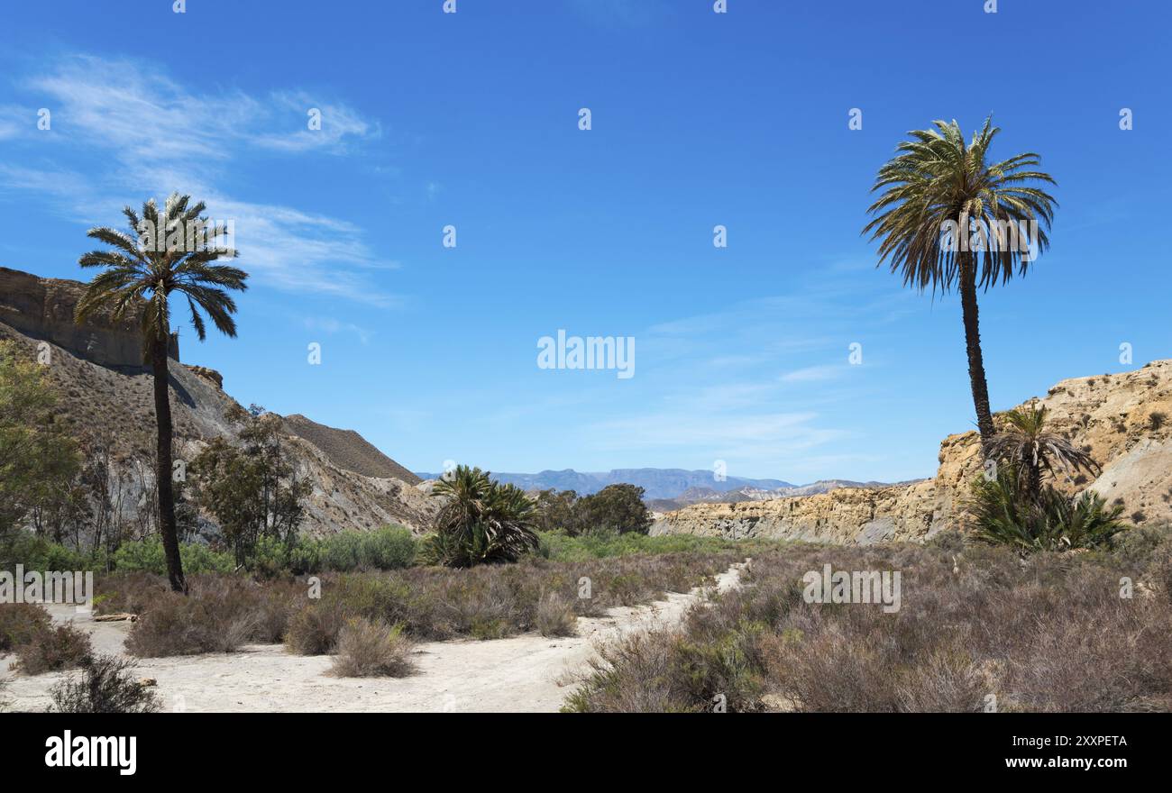Desert-like scene with two tall palm trees, sandy hills and dense ...