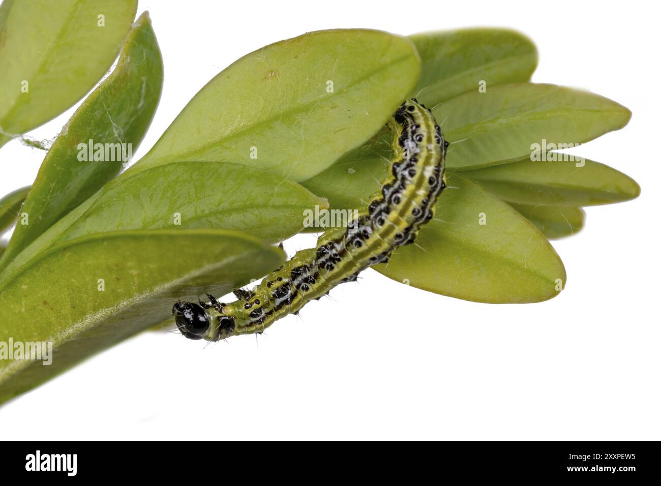 Box tree moth caterpillar crawling on a branch with box tree leaves ...