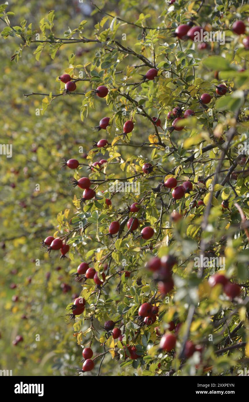 Rosehip bush in autumn with red fruits Stock Photo - Alamy