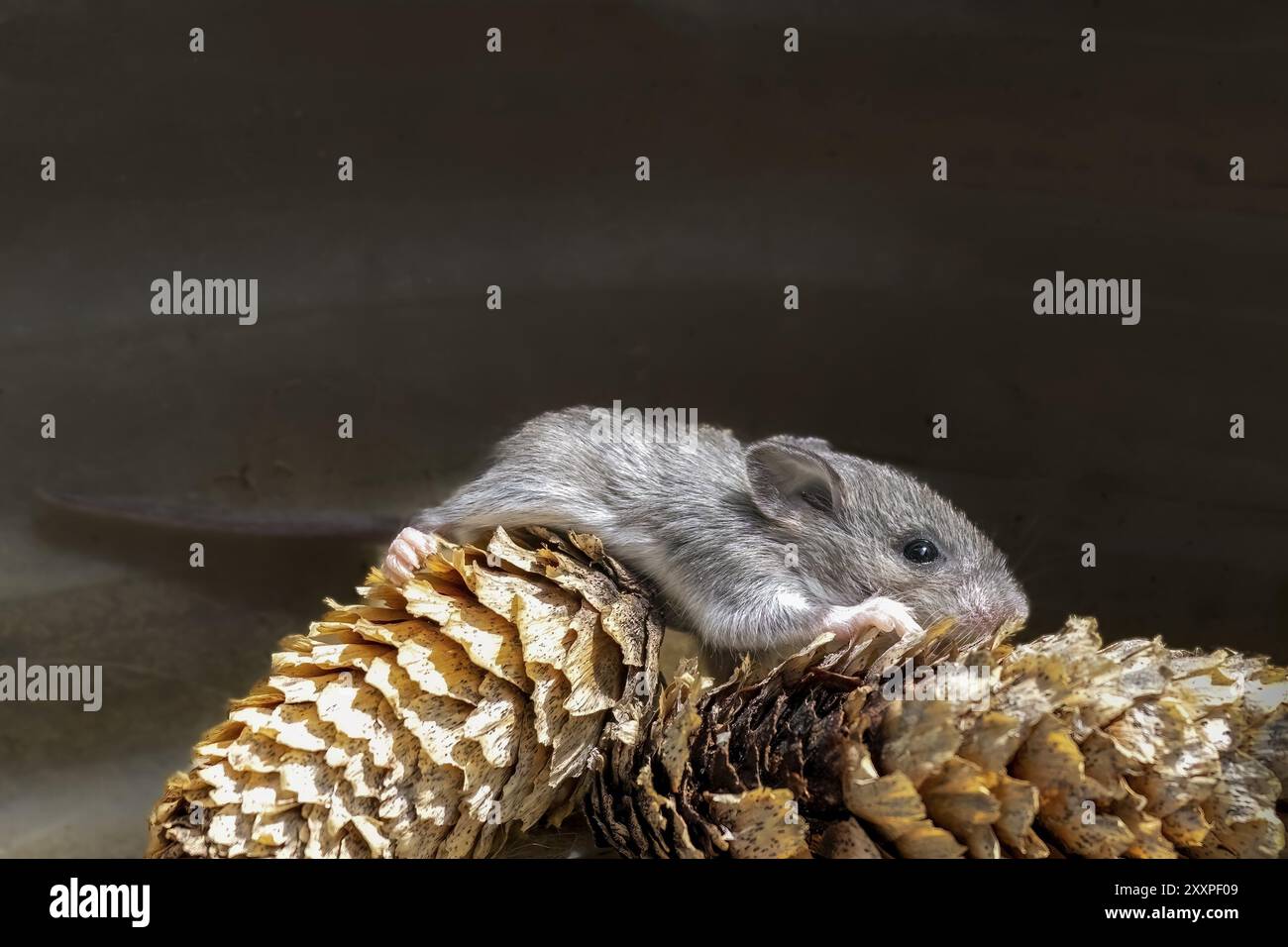 Old and young mouse hi-res stock photography and images - Alamy