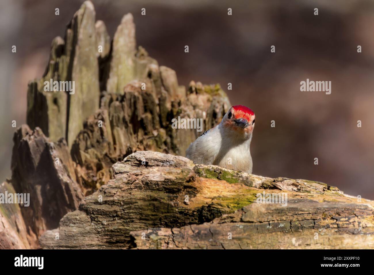 Native fauna wildlife hi-res stock photography and images - Alamy