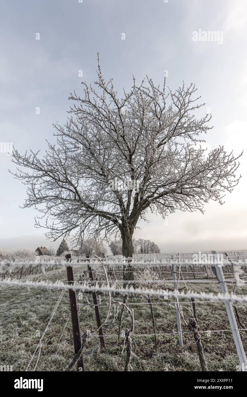 Vines and nut tree in frost Stock Photo - Alamy