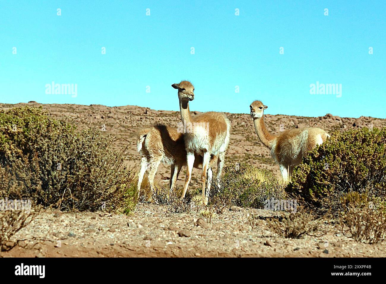 fauna at the Atacama desert Stock Photo - Alamy