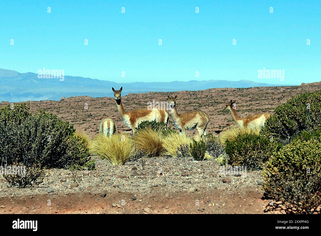 fauna at the Atacama desert Stock Photo - Alamy