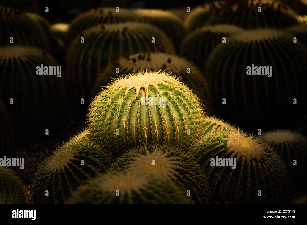 This photo depicts a cluster of barrel cacti (likely Echinocactus ...