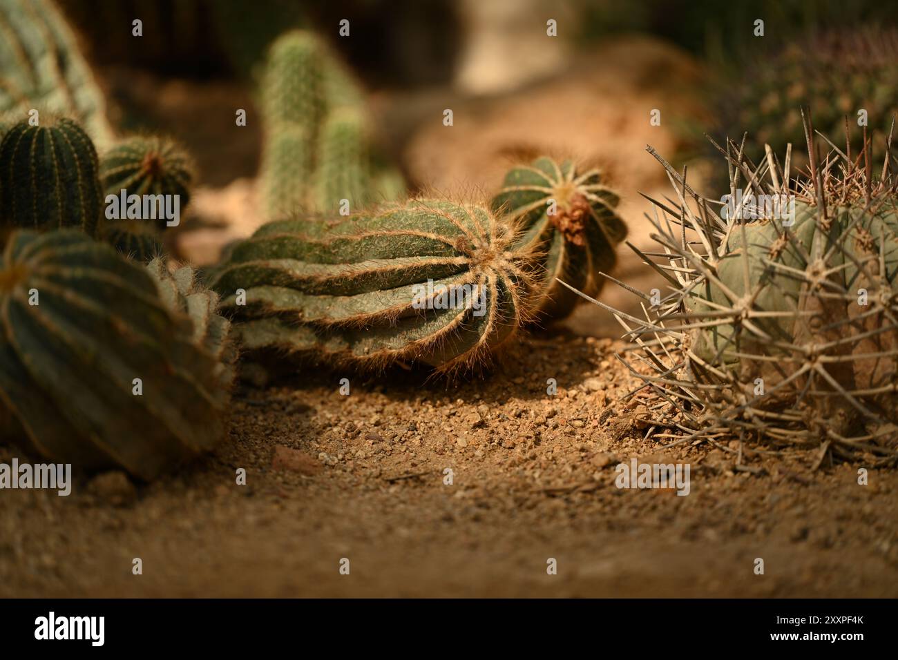 a single golden barrel cactus (Echinocactus grusonii) growing amidst a ...