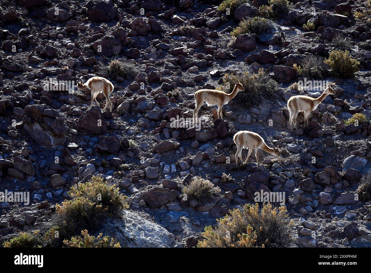 fauna at the Atacama desert Stock Photo - Alamy