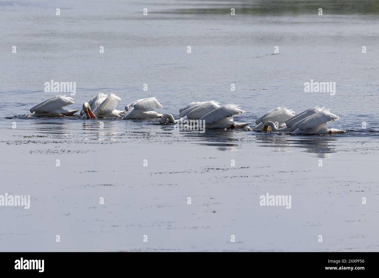 Nature scene from wisconsin Stock Photo - Alamy