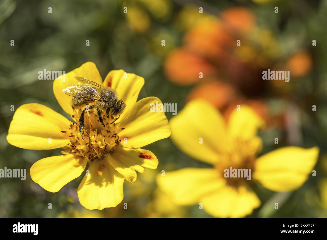 Honey bee on a flower in front of a blurred green background with text ...