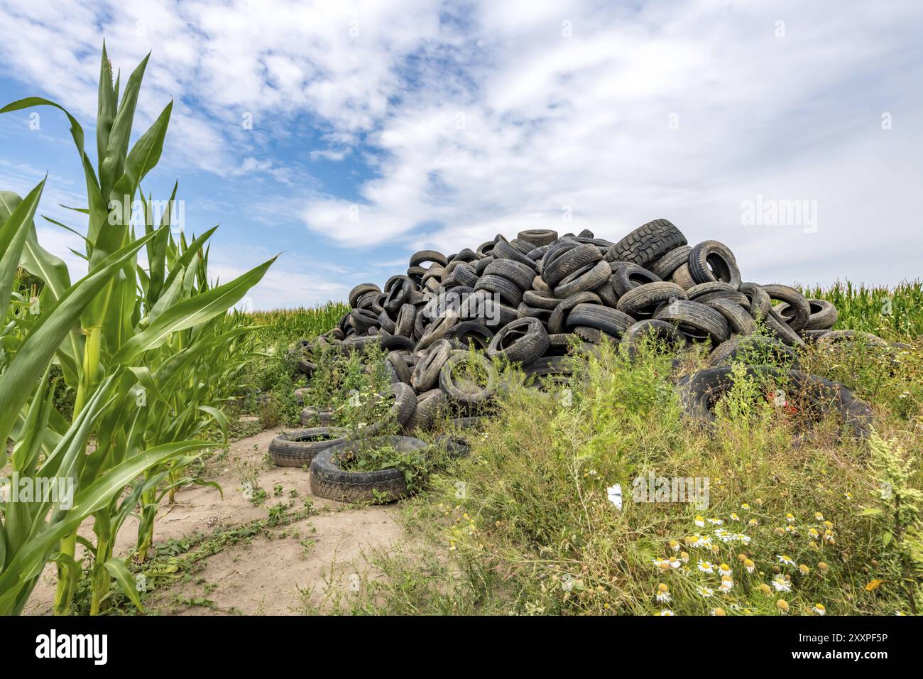 Old broken car tyres piled up up to form a mountain in a cornfield ...