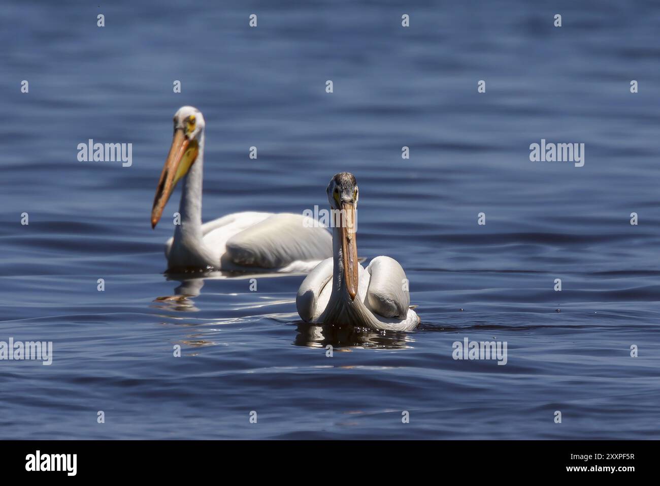 Nature scene from wisconsin Stock Photo - Alamy