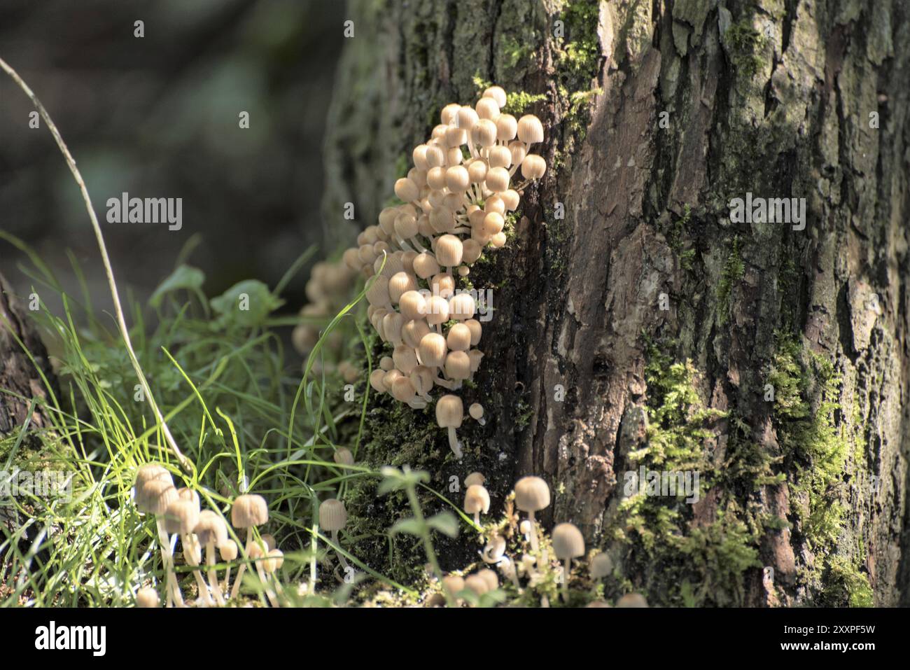 Cluster of small yellow mica toadstools on a tree stump with moss Stock ...