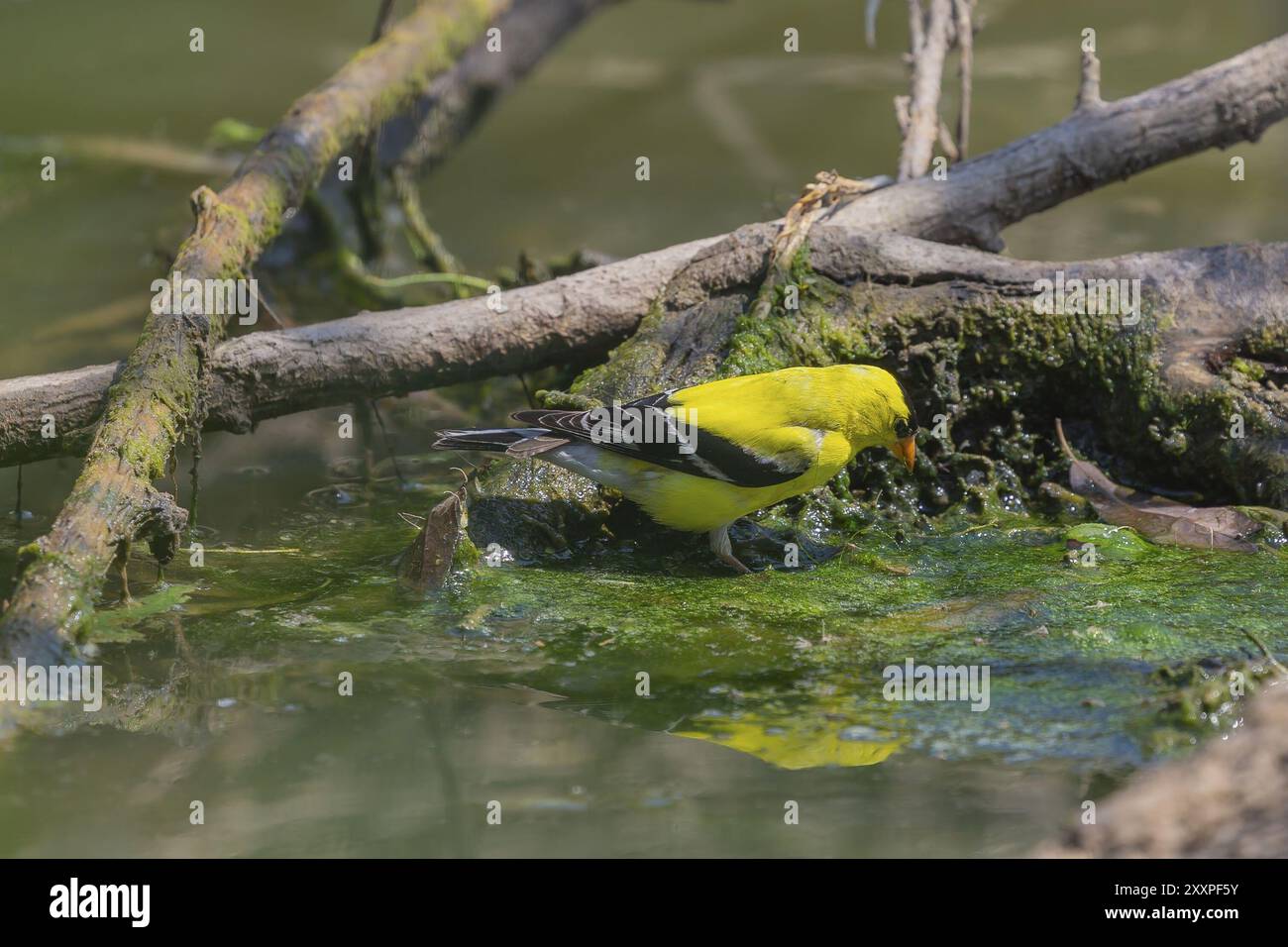 Nature scene from wildlife and conservation area in Wisconsin Stock ...
