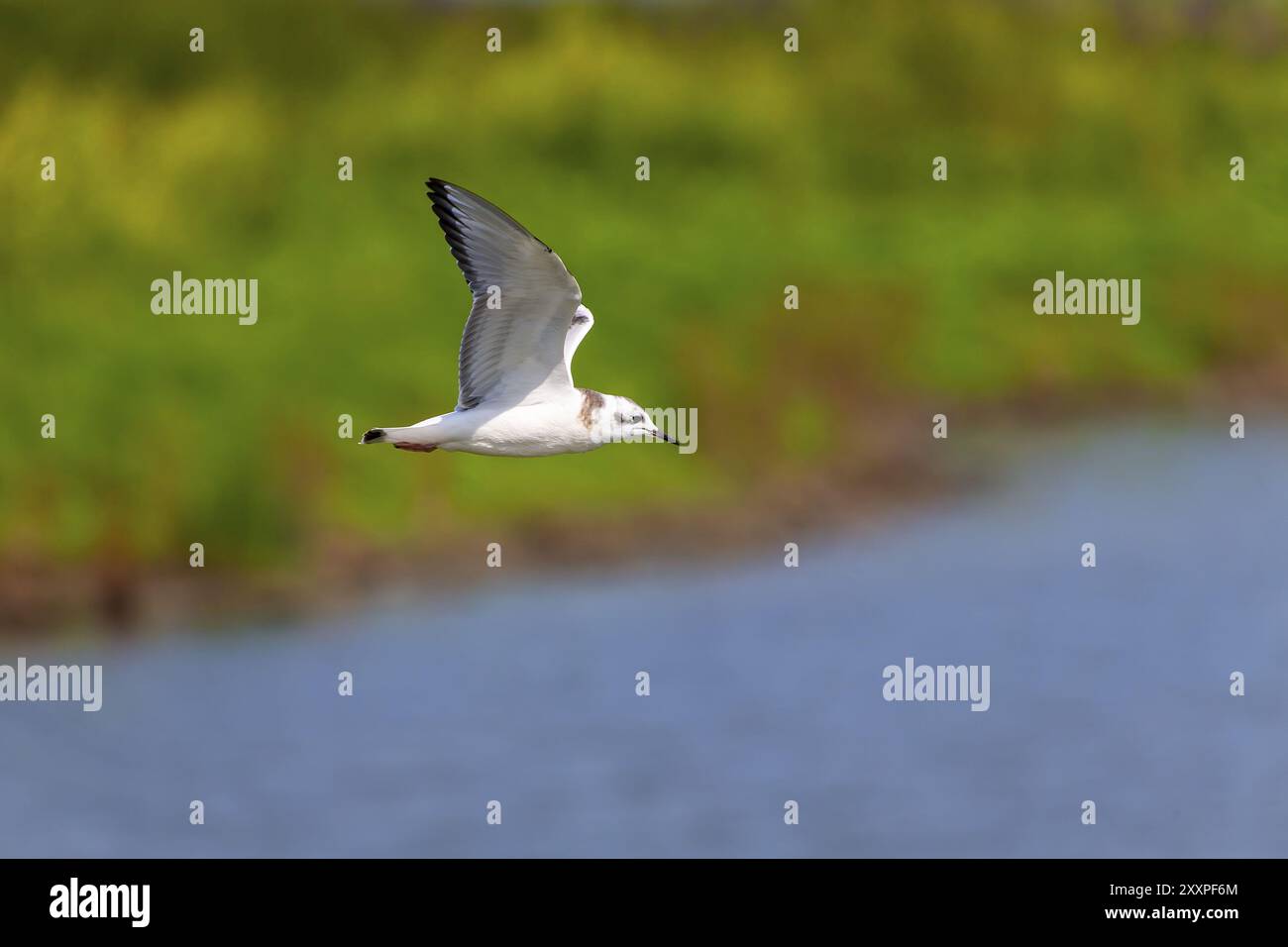 Nature scene from lake Michigan Stock Photo - Alamy