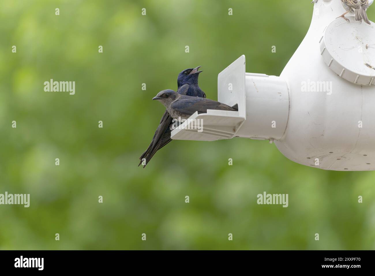 The purple martin (Progne subis), a couple of birds, male and female ...