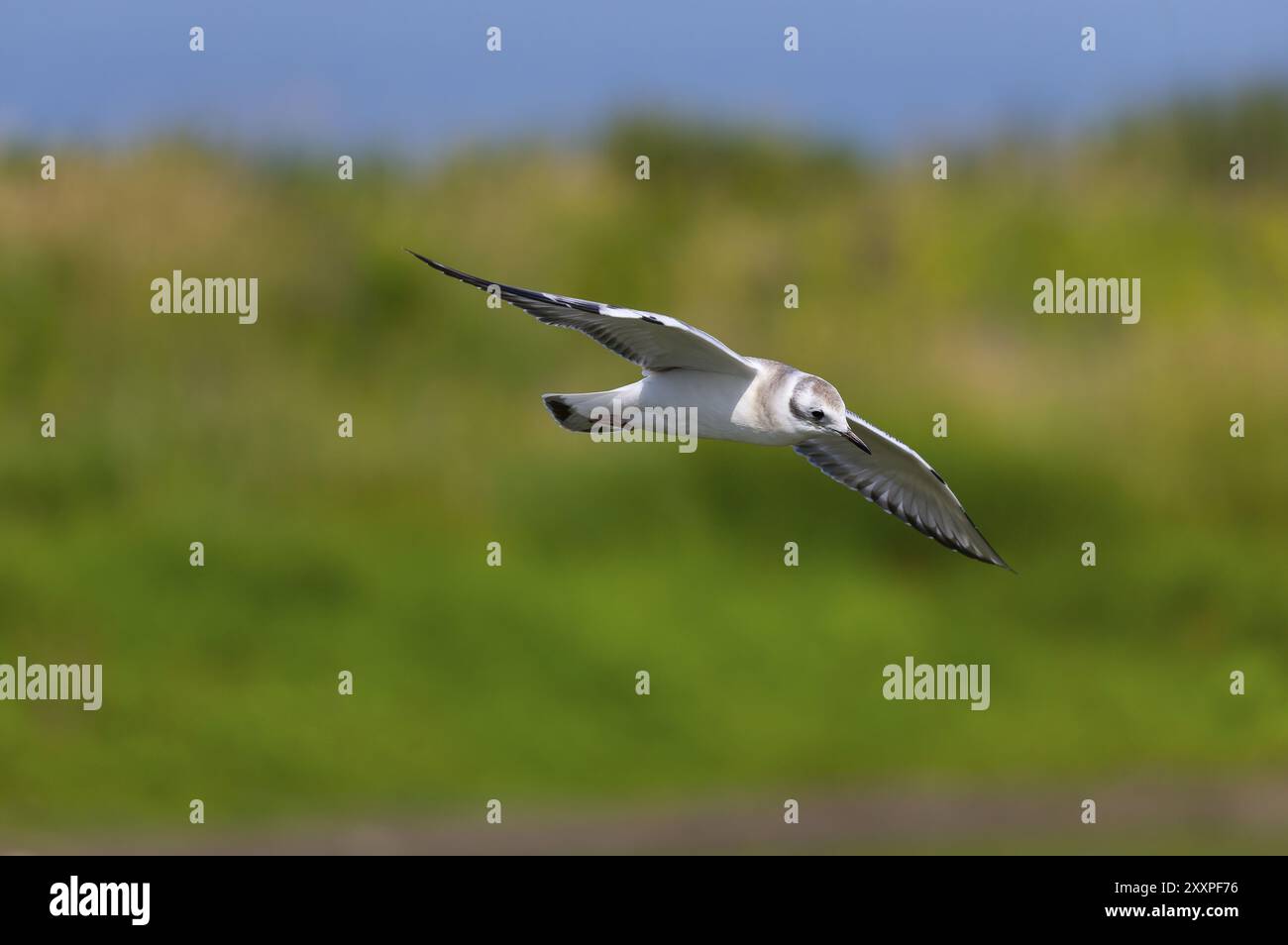 Nature scene from lake Michigan Stock Photo - Alamy