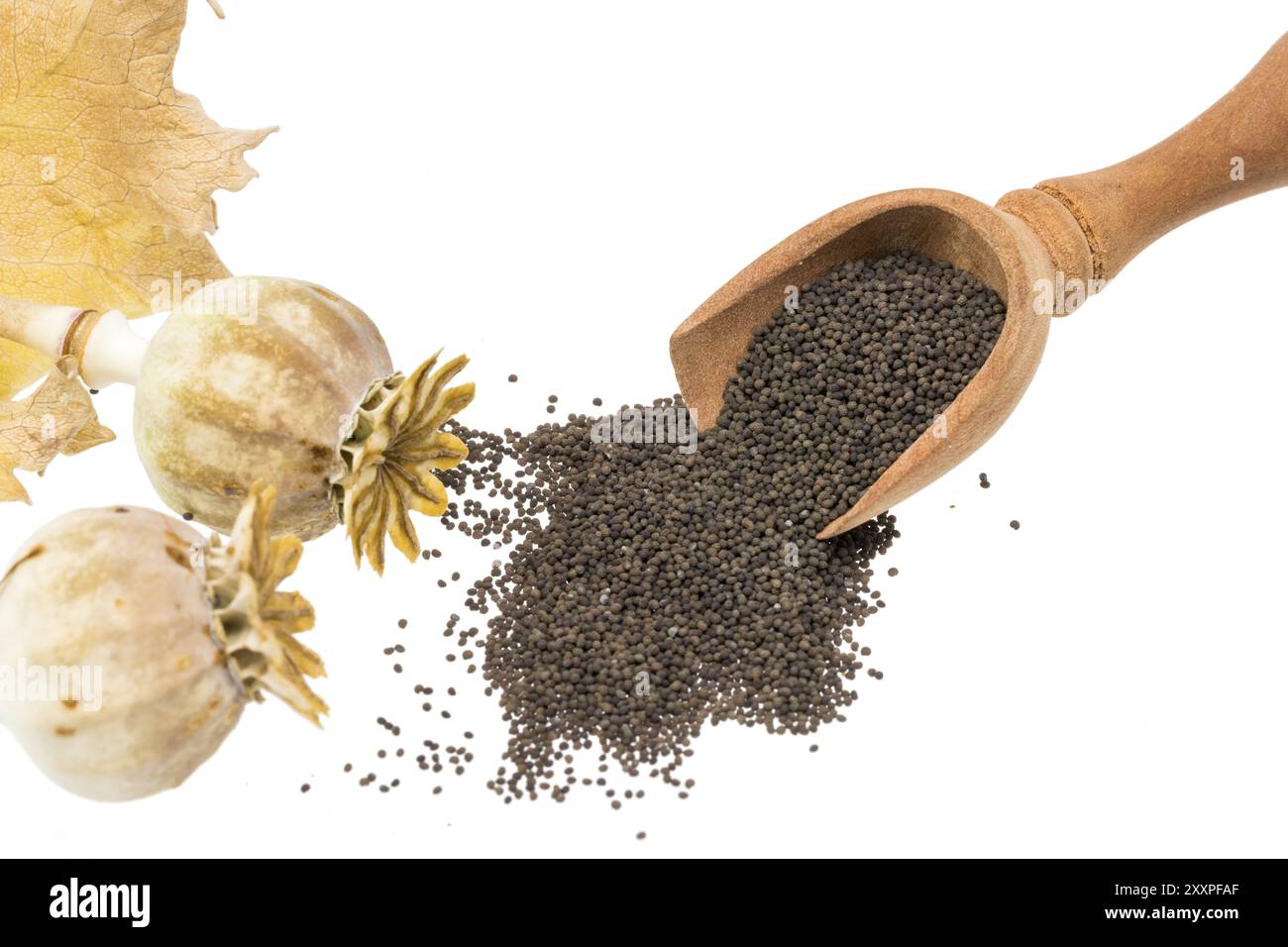 Fresh poppy with seed capsules and leaves, cropped on white Stock Photo ...