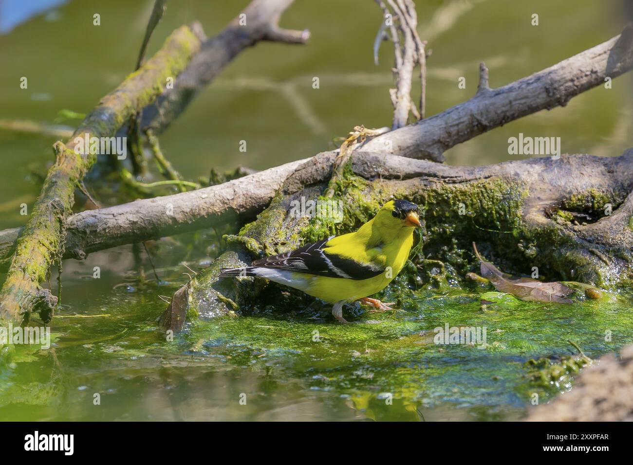 Nature scene from wildlife and conservation area Stock Photo - Alamy