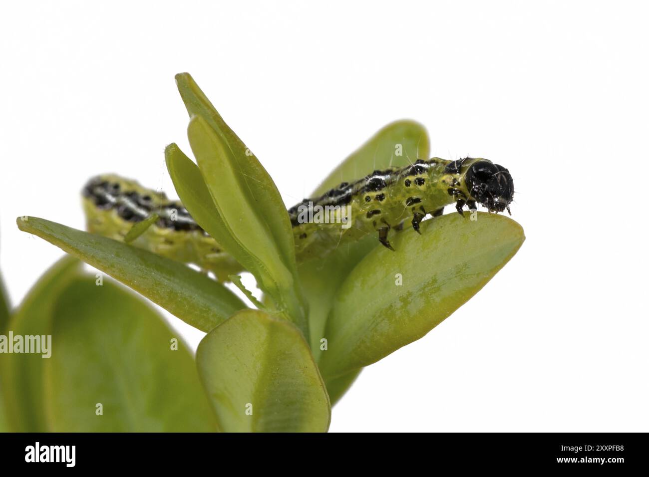 Box tree moth caterpillar crawling on a branch with box tree leaves ...