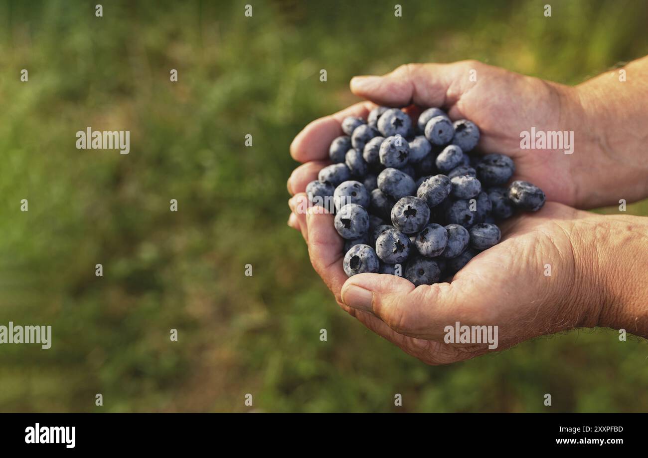 Senior man hands holding heap of fresh cultivated blueberry. Healthy ...