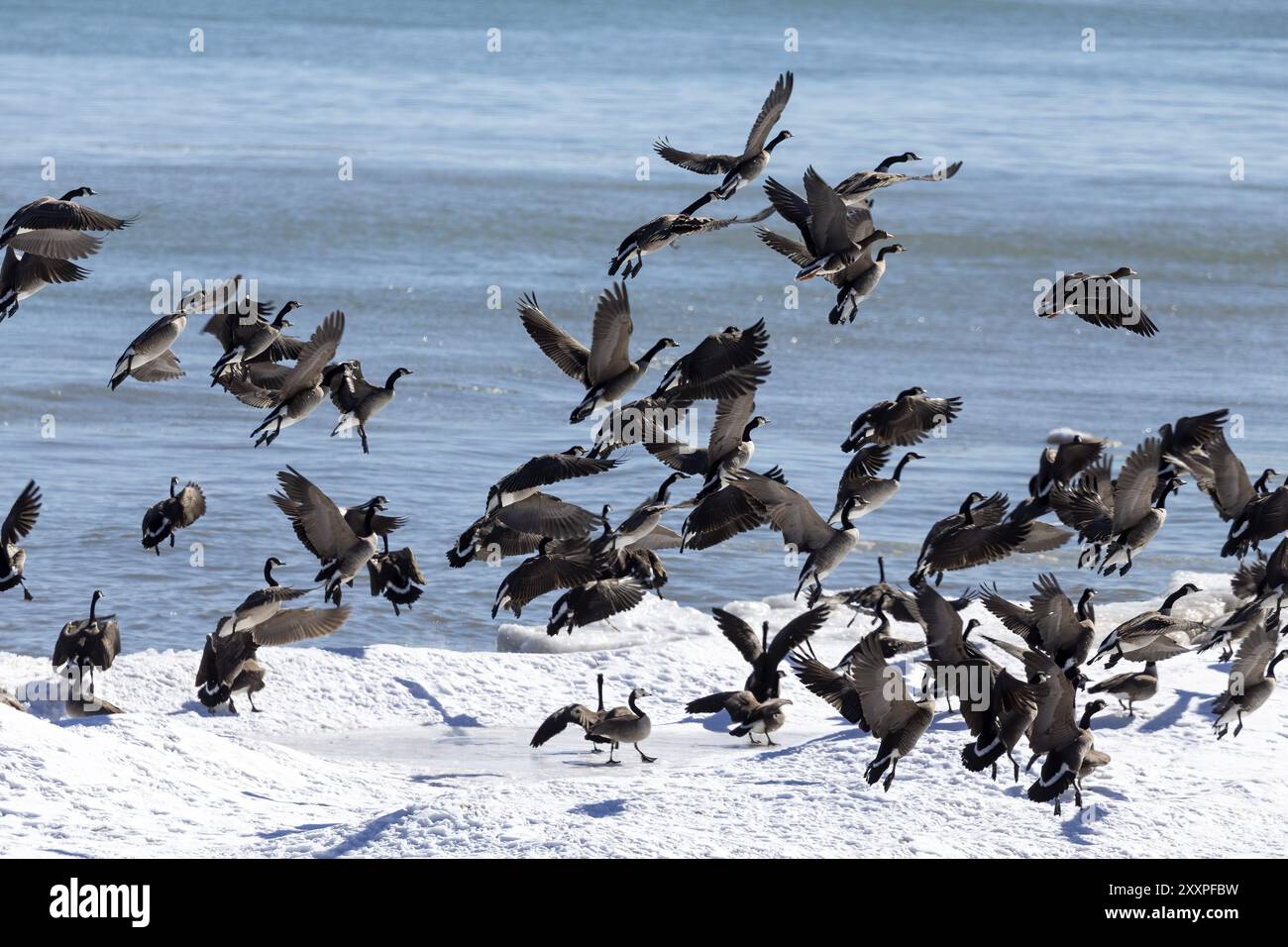 Natural scene from shore of lake Michigan Stock Photo - Alamy