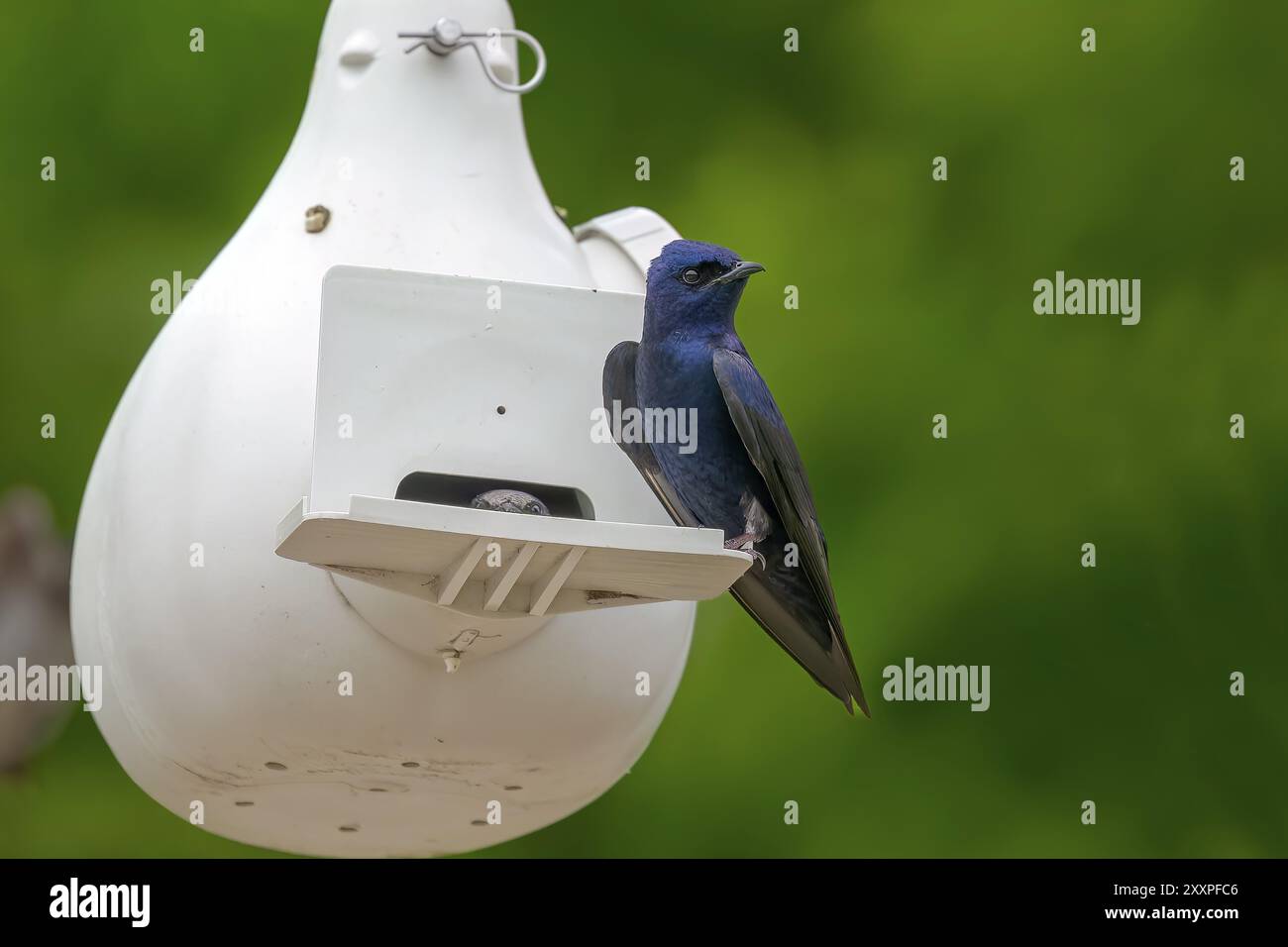 The purple martin (Progne subis), male sitting on edge of nest box ...