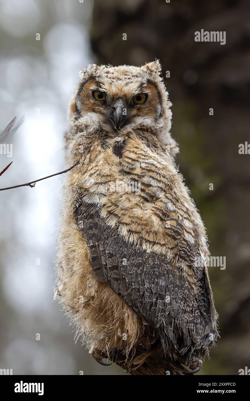 Natural scene from Wisconsin state park Stock Photo - Alamy