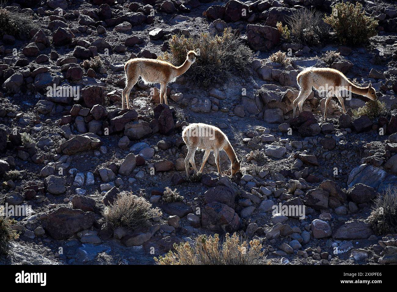 fauna at the Atacama desert Stock Photo - Alamy